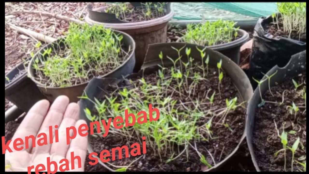 ATASI REBAH SEMAI PADA PEMBENIHAN CABE DENGAN CARA SEPERTI INI - YouTube