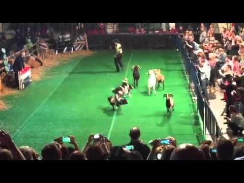 Monkeys riding dogs herding sheep. - YouTube