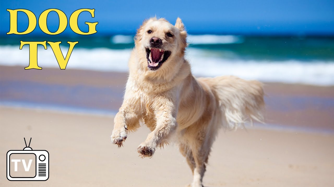 12 Hours of Ultimate Dog TV: Fast-Prevent Boredom & Anxiety Relief Dogs ...
