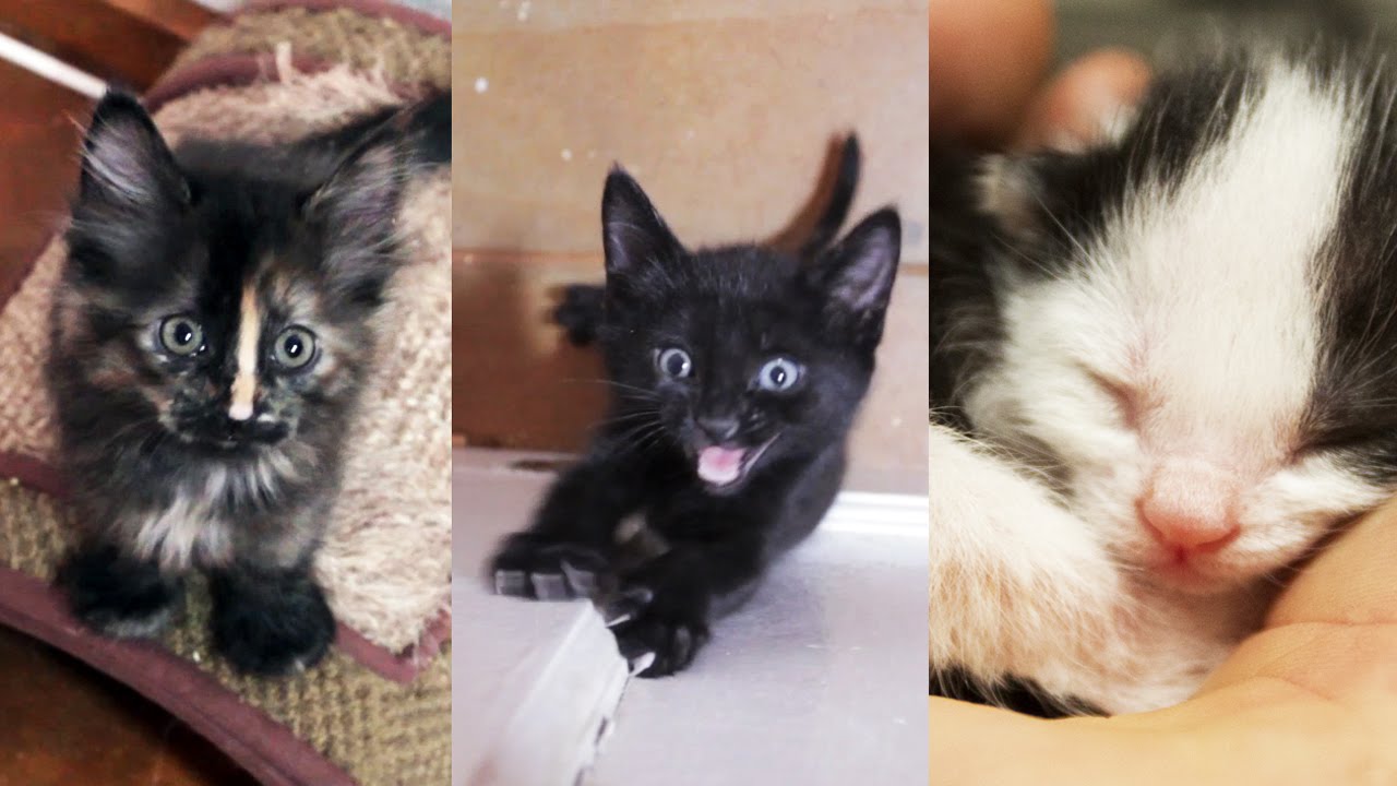 Three Crazy Kittens - YouTube
