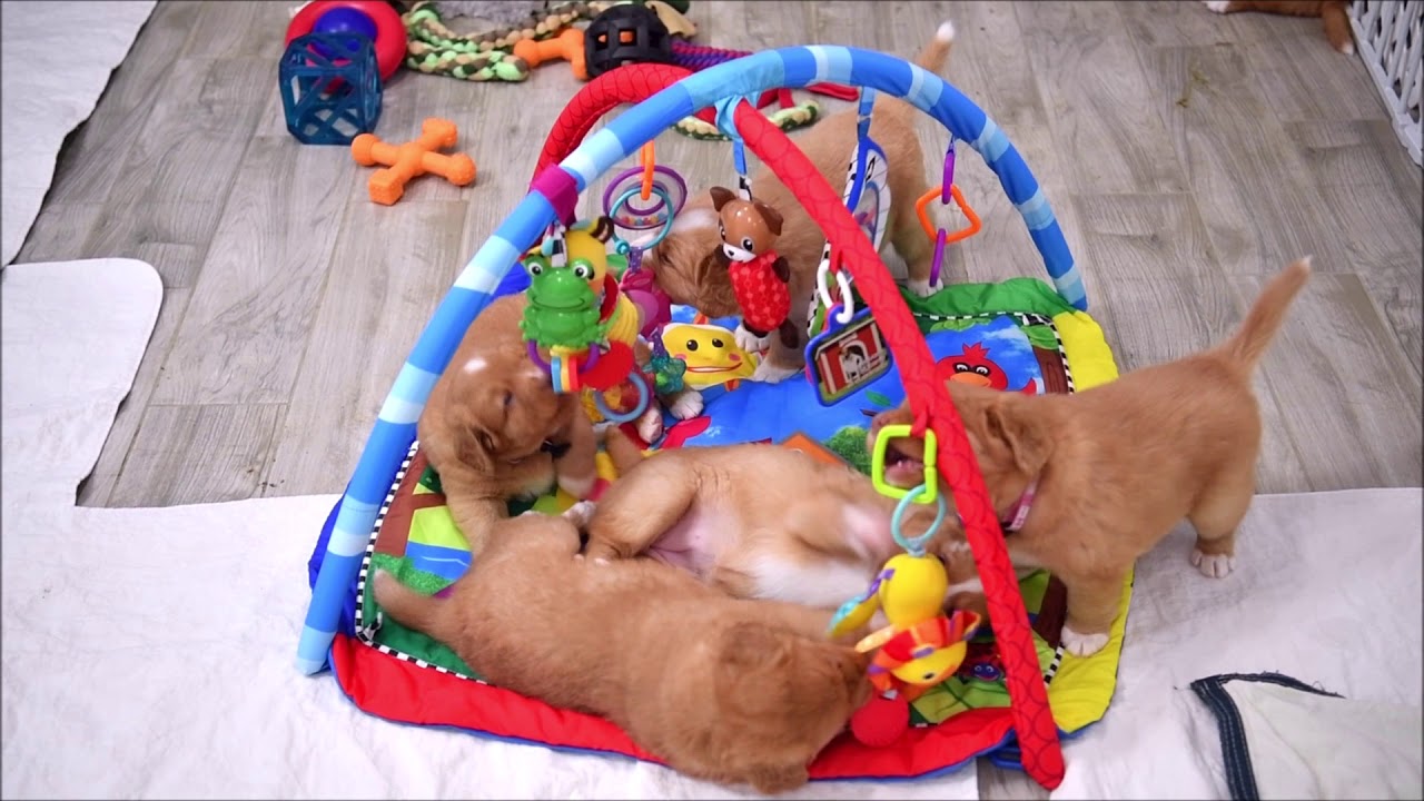 Patty’s Puppies Present: The Pacifier - YouTube