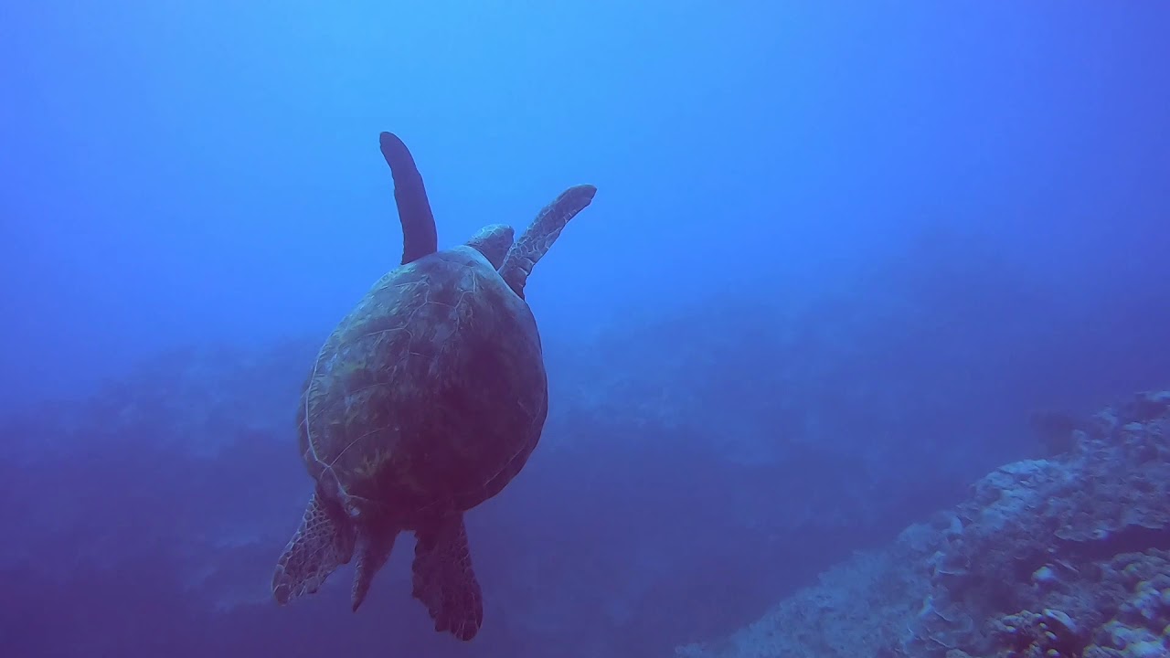 Aitutaki, Cook Islands Diving with Bubbles Below - YouTube
