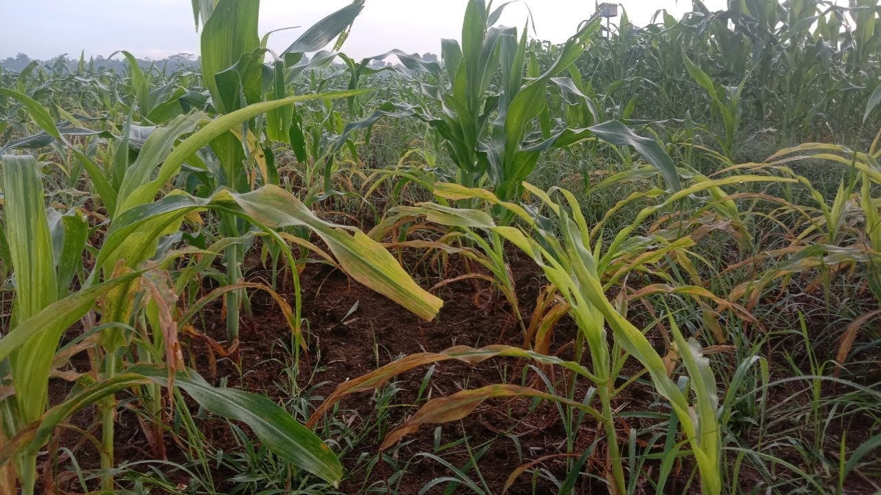 CIRI-CIRI BULAI PADA JAGUNG DAN CARA MENGATASINYA - YouTube