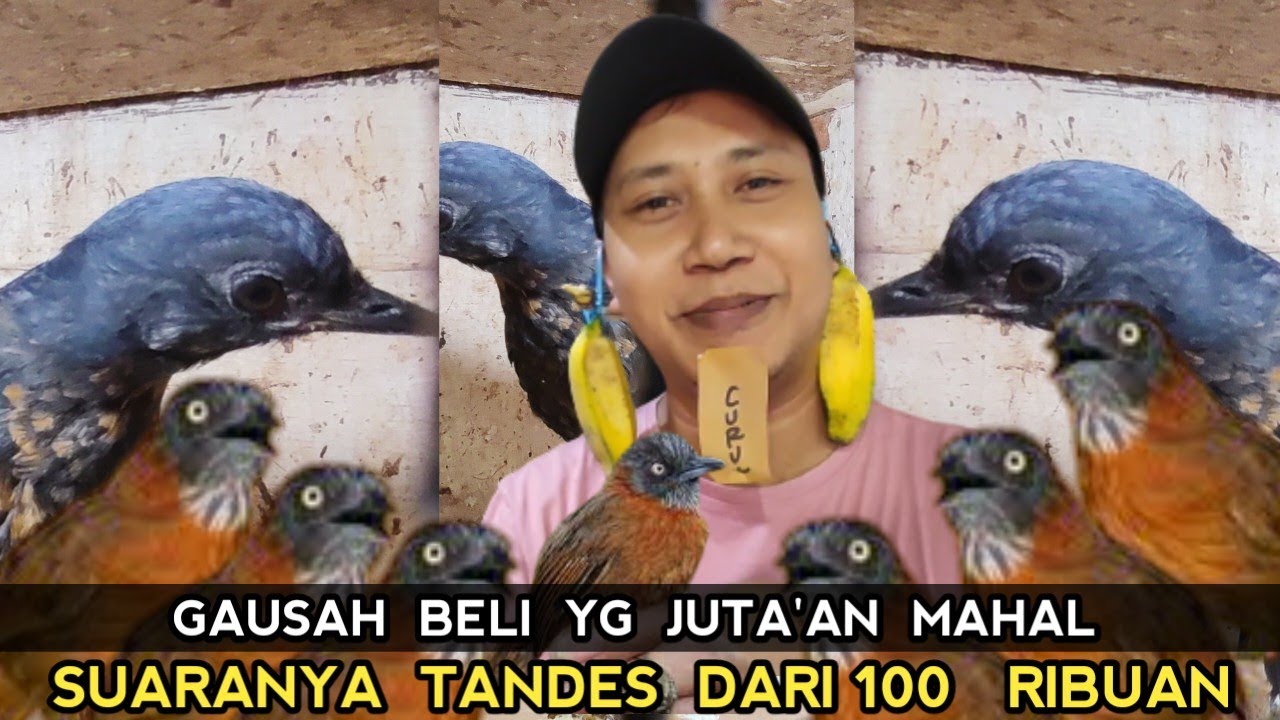 JADI INI BURUNGNYA YANG LAGI VIRAL HARGANYA KAYA KACANG KIOS BURUNG ...
