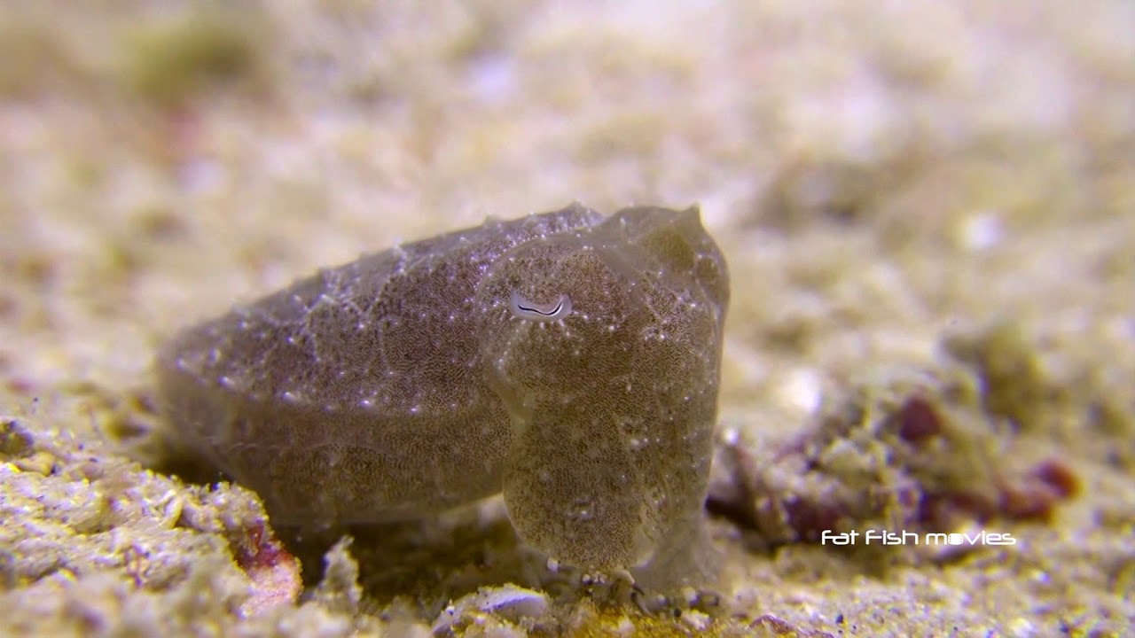 Baby Cuttlefish | Stock Video For Sale - YouTube