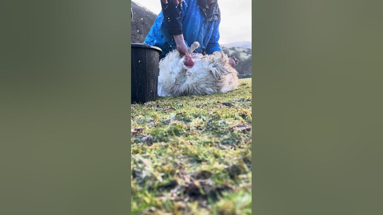 A prolapse in a heavily pregnant ewe #farming #sheep - YouTube