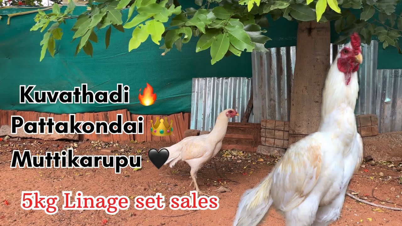 5kg Peruvedai koli for sales 🐣 || Kattu seval linage chicks sales || # ...