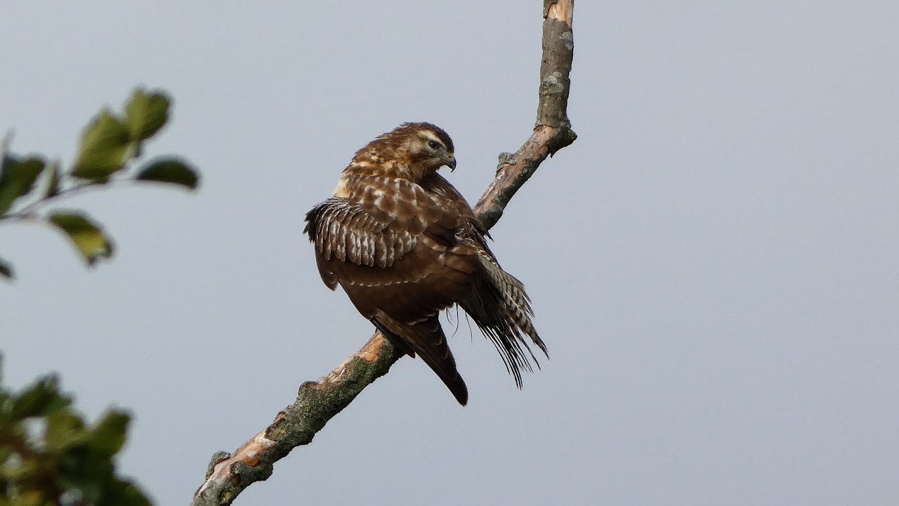 Buizerd poetsend. (Buzzard polishing) - YouTube