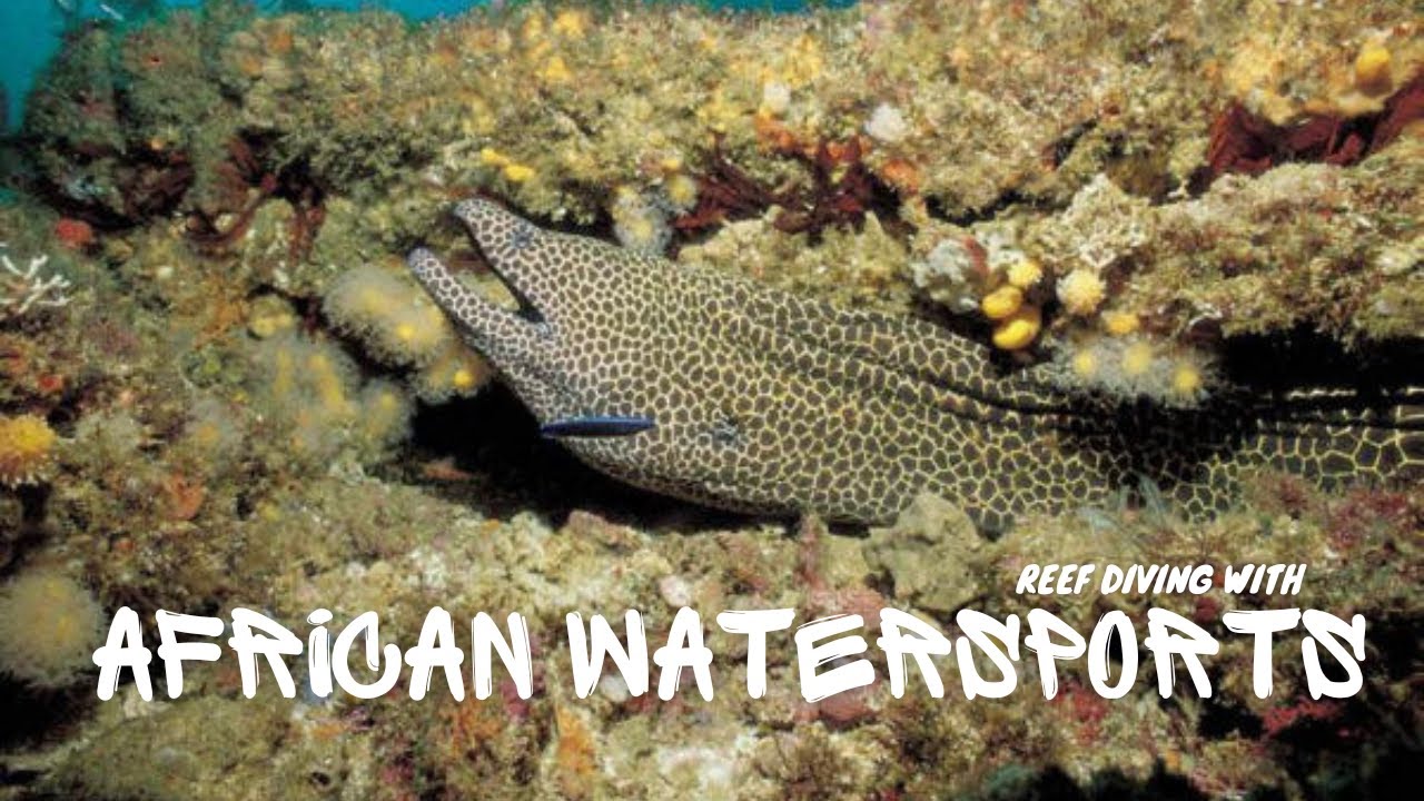 Come on a Reef Dive with African Watersports! - YouTube
