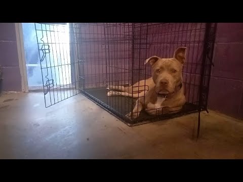 Purple 2y Pet Id 917403 kennel 27 HSSAZ shelter lounging but he moseyed ...