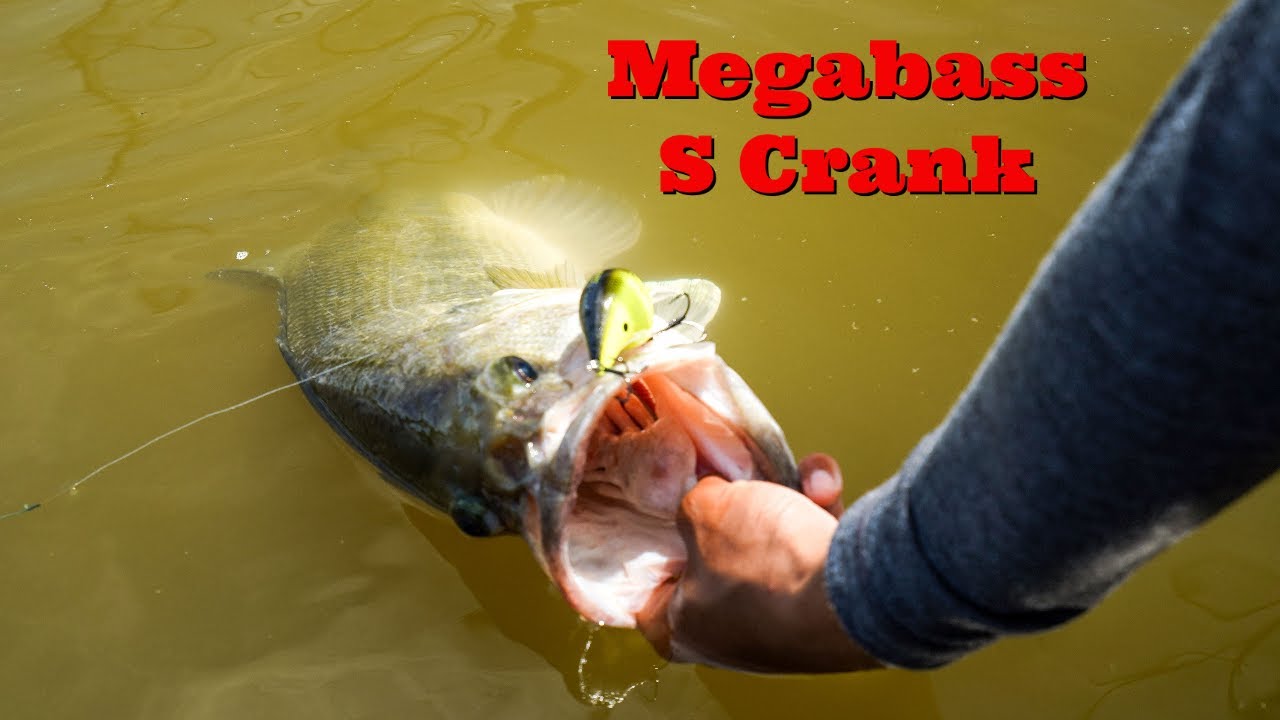 Fishing the Megabass S Crank Square Bill Crankbait - YouTube