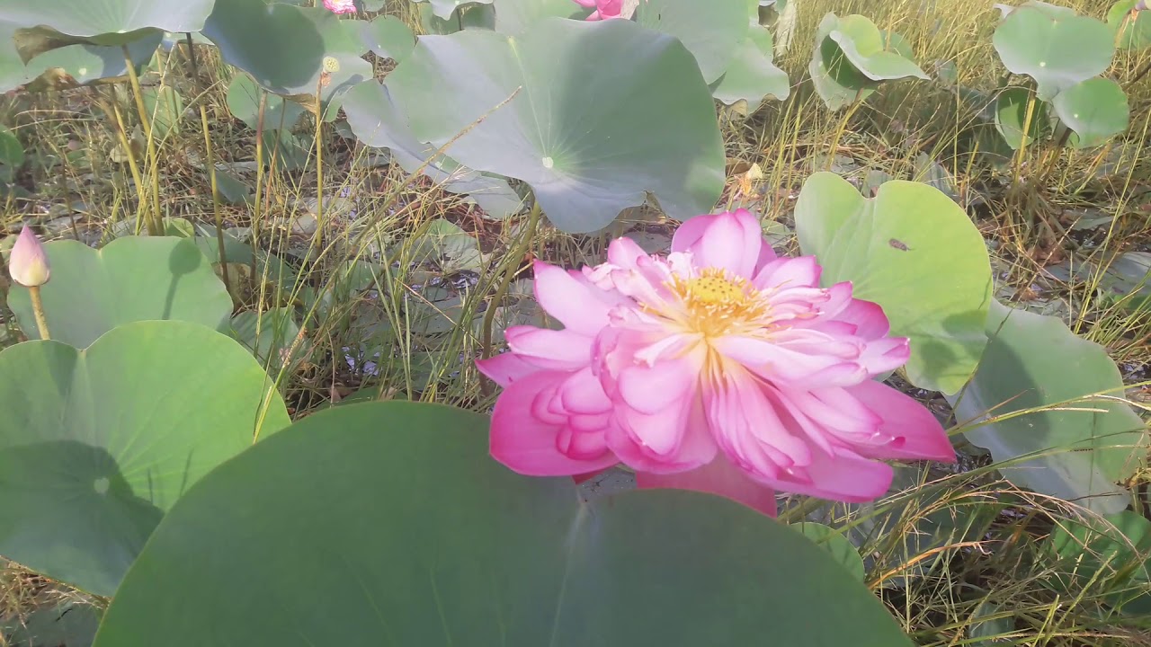 Very nice lotus flower../ nature's secret.. - YouTube