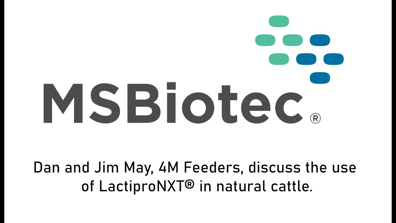 Use of Lactipro® in Natural Cattle - YouTube