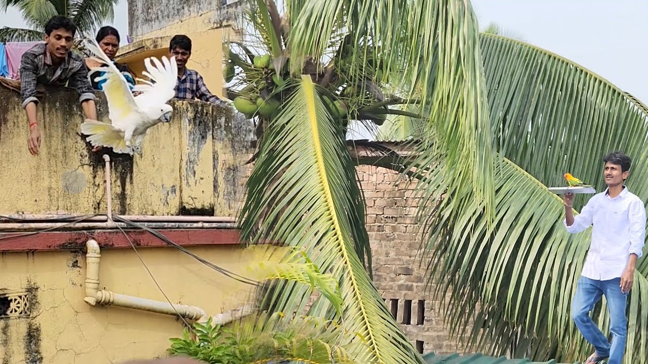 Cat Chased After Rat & All The Outdoor Birds Flew Away. - YouTube