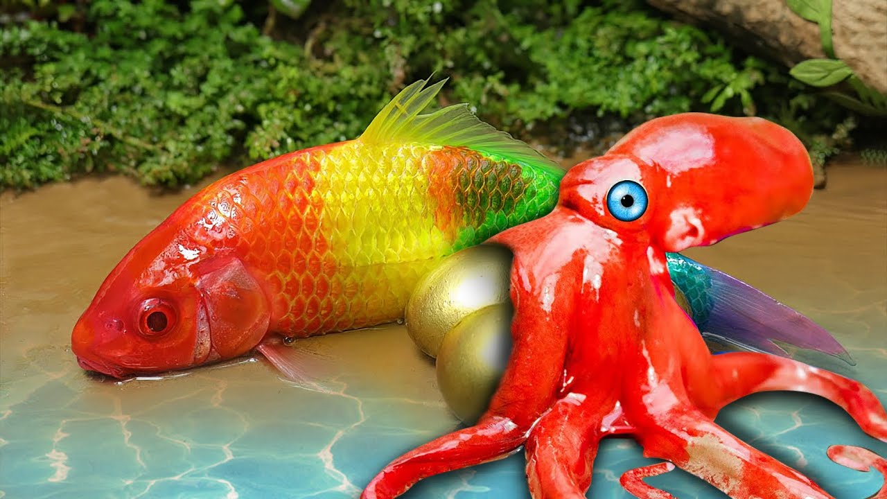 Rainbow Formation Fish | Stop Motion ASMR Experiment | Colorful Koi ...