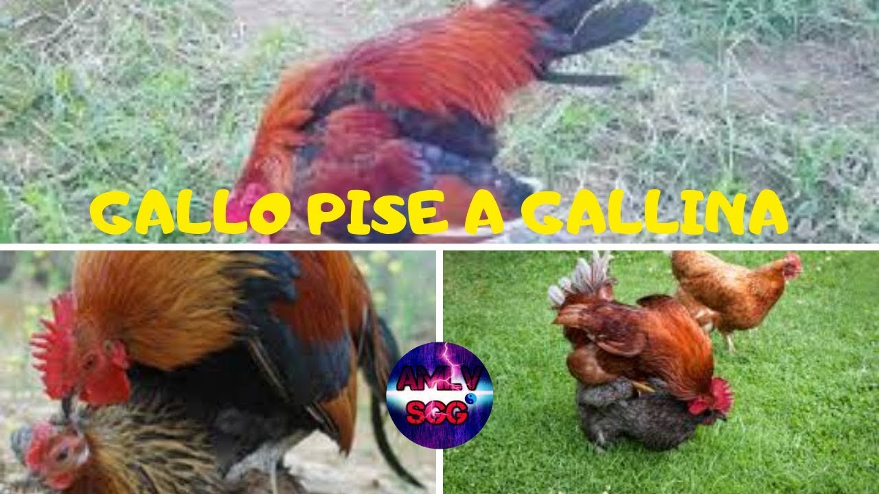 COMO hacer que un GALLO PISE a las GALLINAS | FÁCIL Y SENCILLO - YouTube