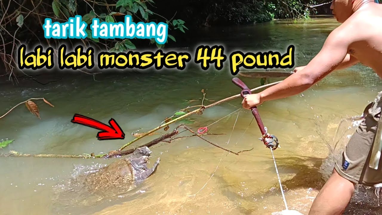 Najur Labi-Labi / Bulus dapat Monster 44 pound - YouTube