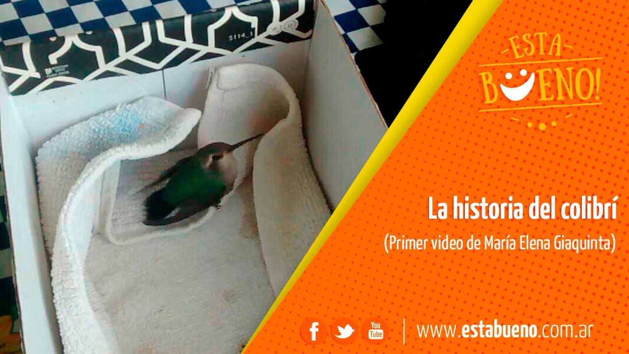 La historia del colibrí (1) - YouTube