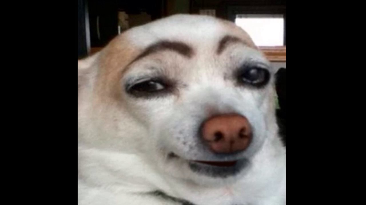 Grappige pratende honden ( dutch) Nederlands super schattig - YouTube