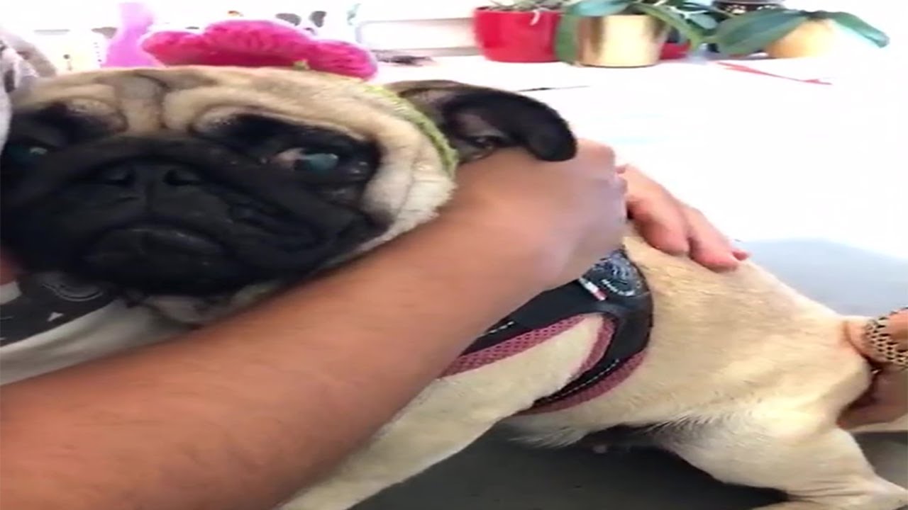 Cute Pug Dog At Vet Getting Injection - YouTube