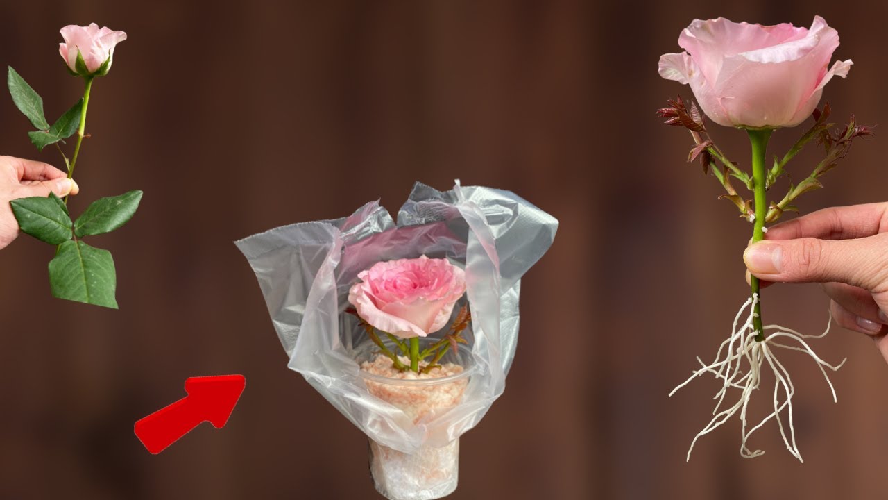 Propagating with this mysterious method! Roses will magically grow ...