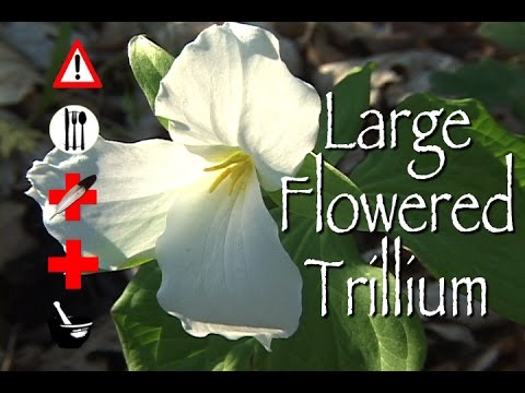 Large Flowered Trillium: Edible, Medicinal, Cautions & Other Uses - YouTube