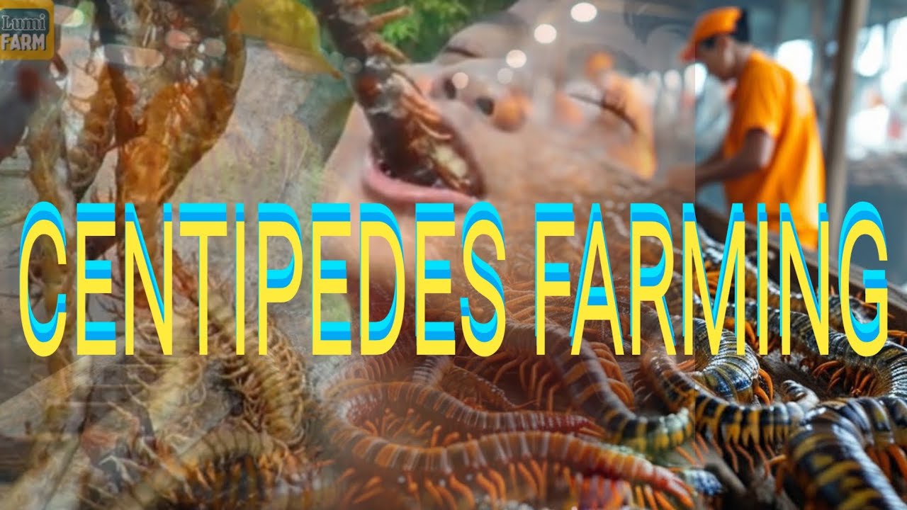 How Chinese Farmers Raise Billions of Centipedes For medicine💊 Farming ...