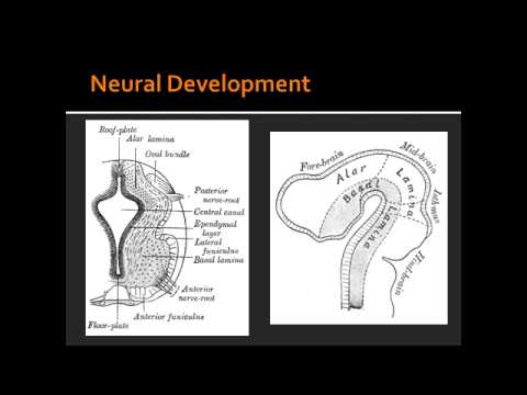 Neural Development - YouTube
