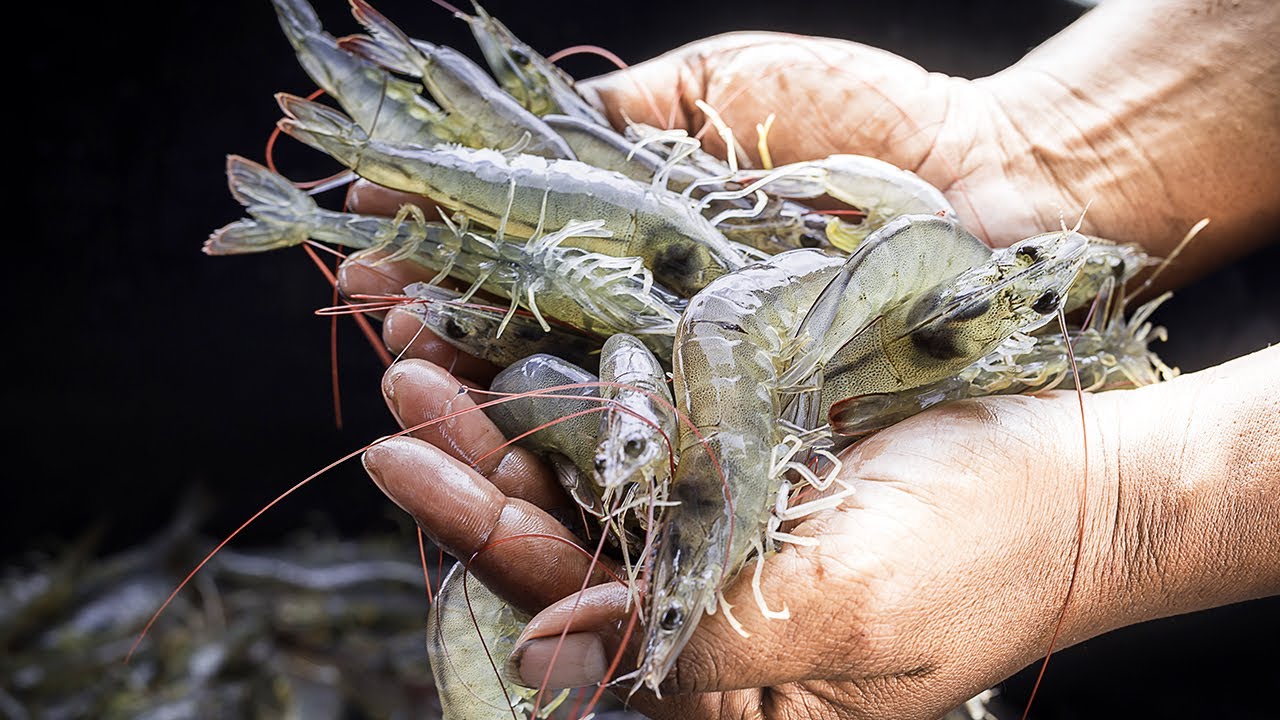 Fish Can't Resist These Farm-Raised Shrimp! - YouTube