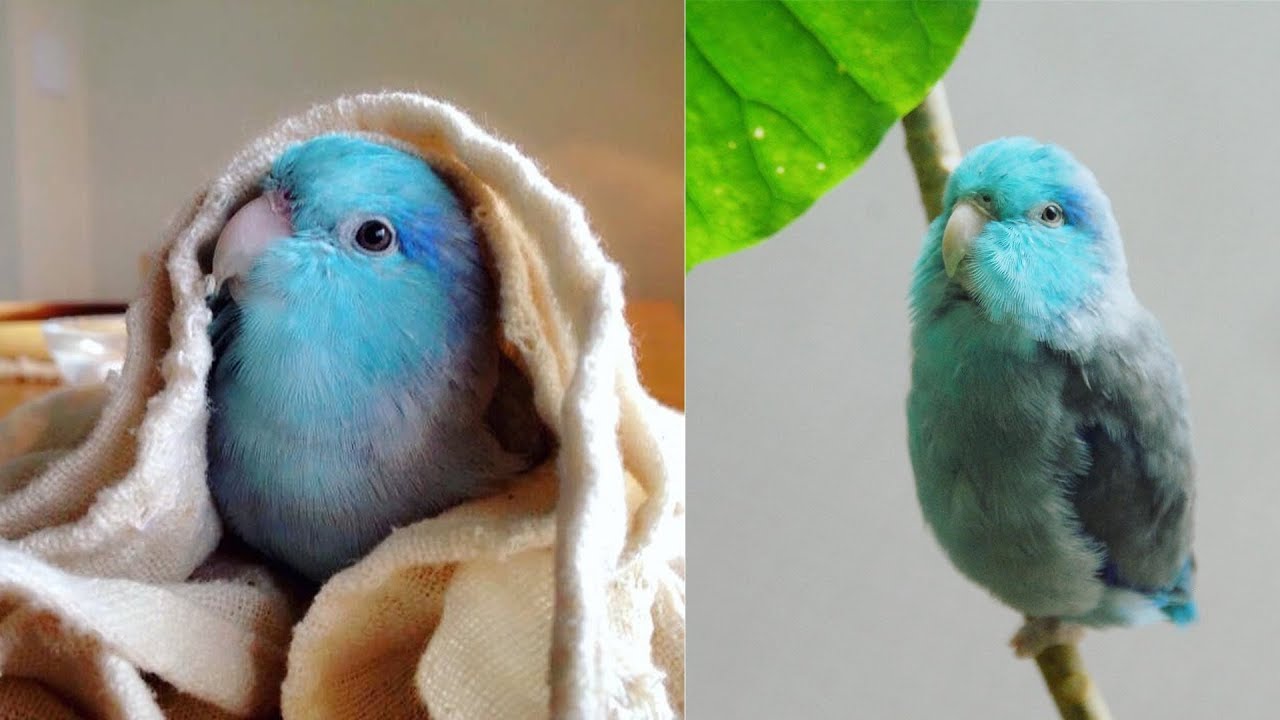 This Cute little Parrot is too cute | Cute blue parrot videos - YouTube