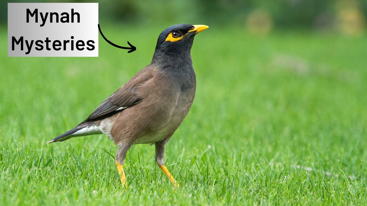 Mynah Mysteries _ Why Mynah Birds Are Amazing ll @Birds&AnimalsLovers ...