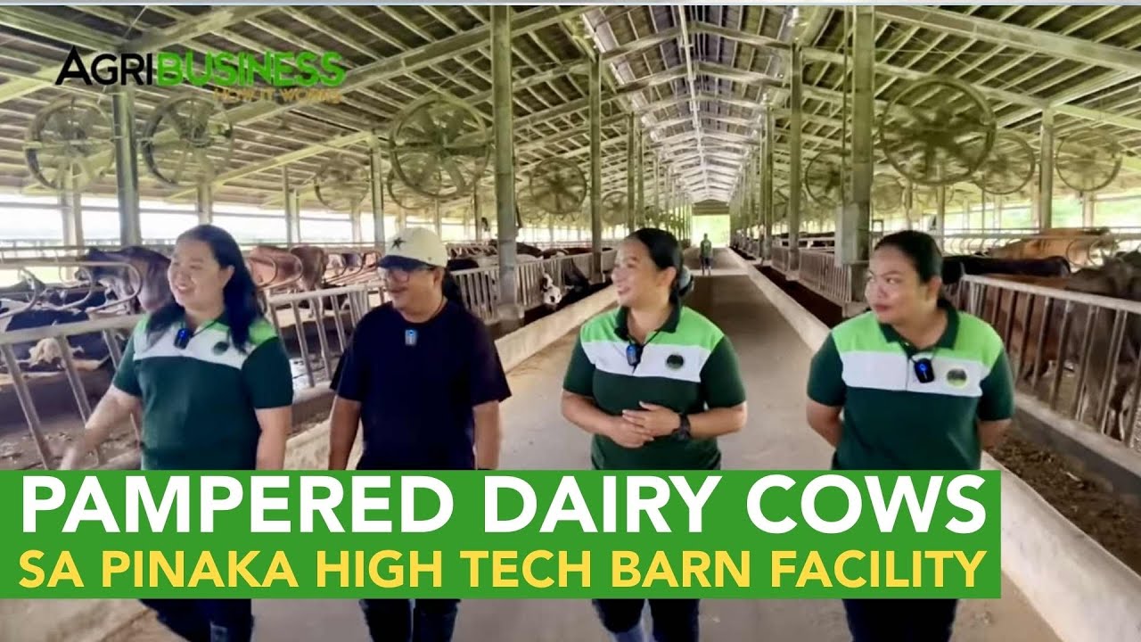 Pinaka High Tech Barn Facility, Pampered ang Dairy Cows from Feeding, Foam Mats, Electric Fans ...
