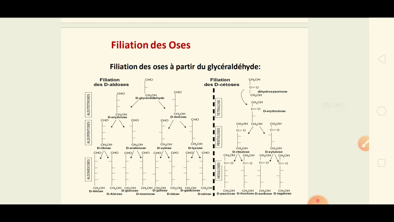 la filiation des oses suite du cours des glucides , partie des sucres ...