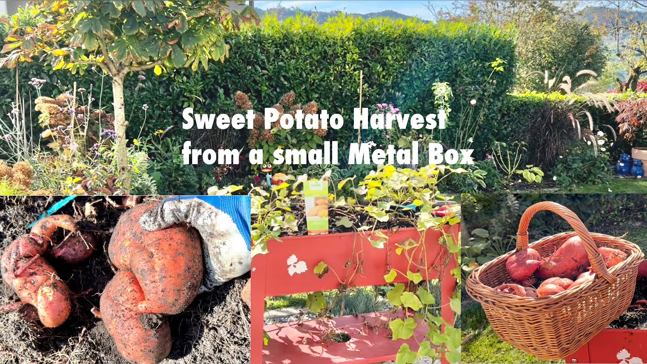 Epic Sweet Potato Harvest from a small Metal high Bed 🍠🪴 ...