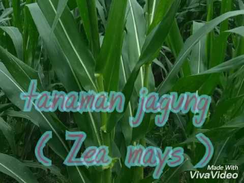 Poliwangi_Agribusiness ERIP PRADANA PUTRA 361641311131 1D #Poliwangi_Agribusiness