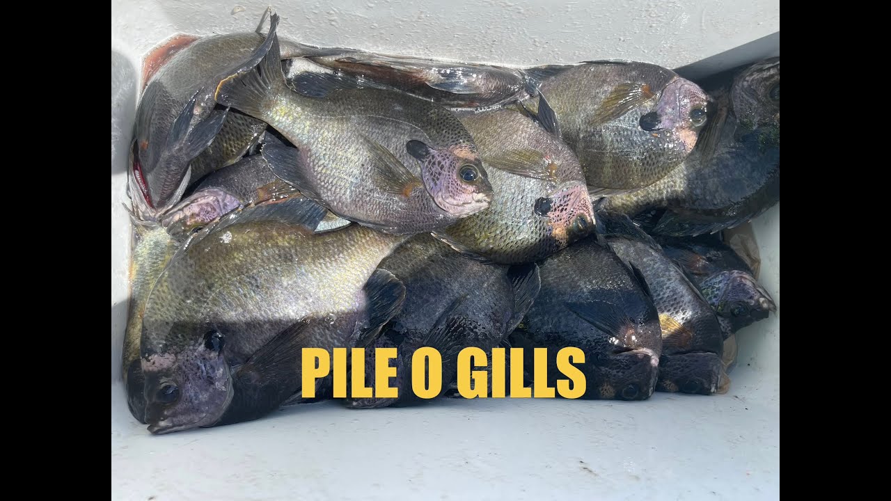 Limits of Bluegills - YouTube