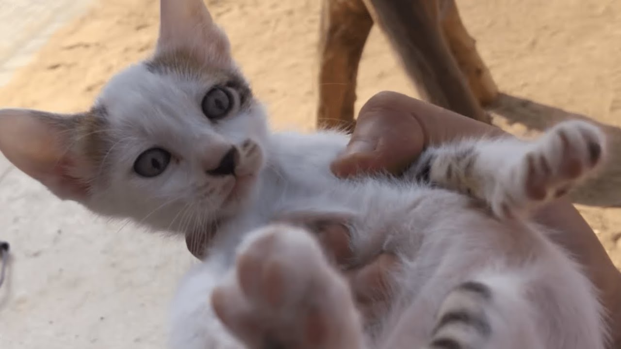 Kitten Cries for Help Because He Can’t get down - YouTube