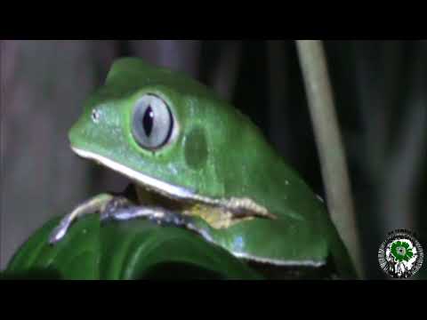 Perereca-da-folhagem (𝘗𝘩𝘺𝘭𝘭𝘰𝘮𝘦𝘥𝘶𝘴𝘢 𝘥𝘪𝘴𝘵𝘪𝘯𝘤𝘵𝘢) - YouTube