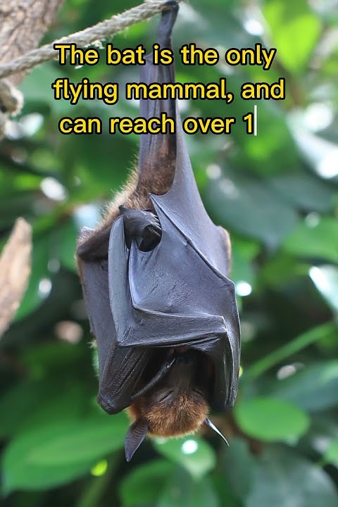 Fascinating Facts About Bats The Only Flying Mammal That Cant Walkfacts 105 Shorts