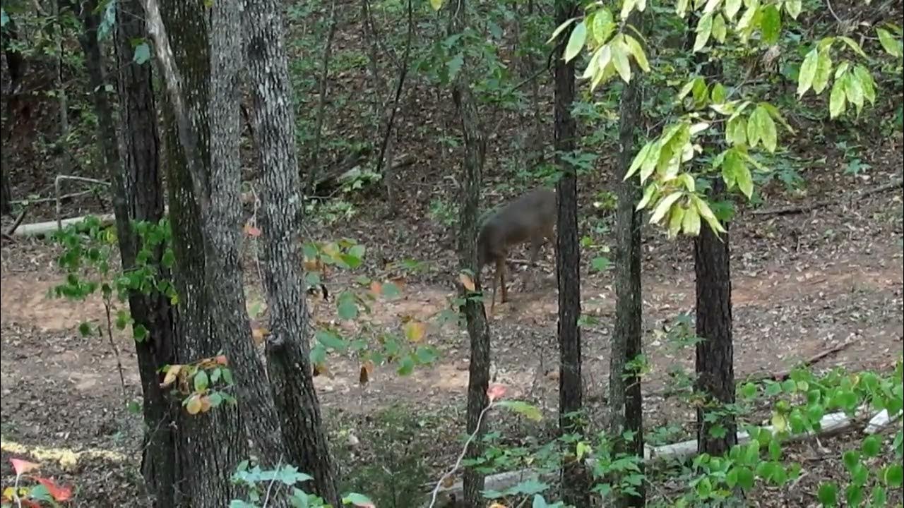 HARRIS COUNTY GA CROSSBOW DOE (self filmed) - YouTube