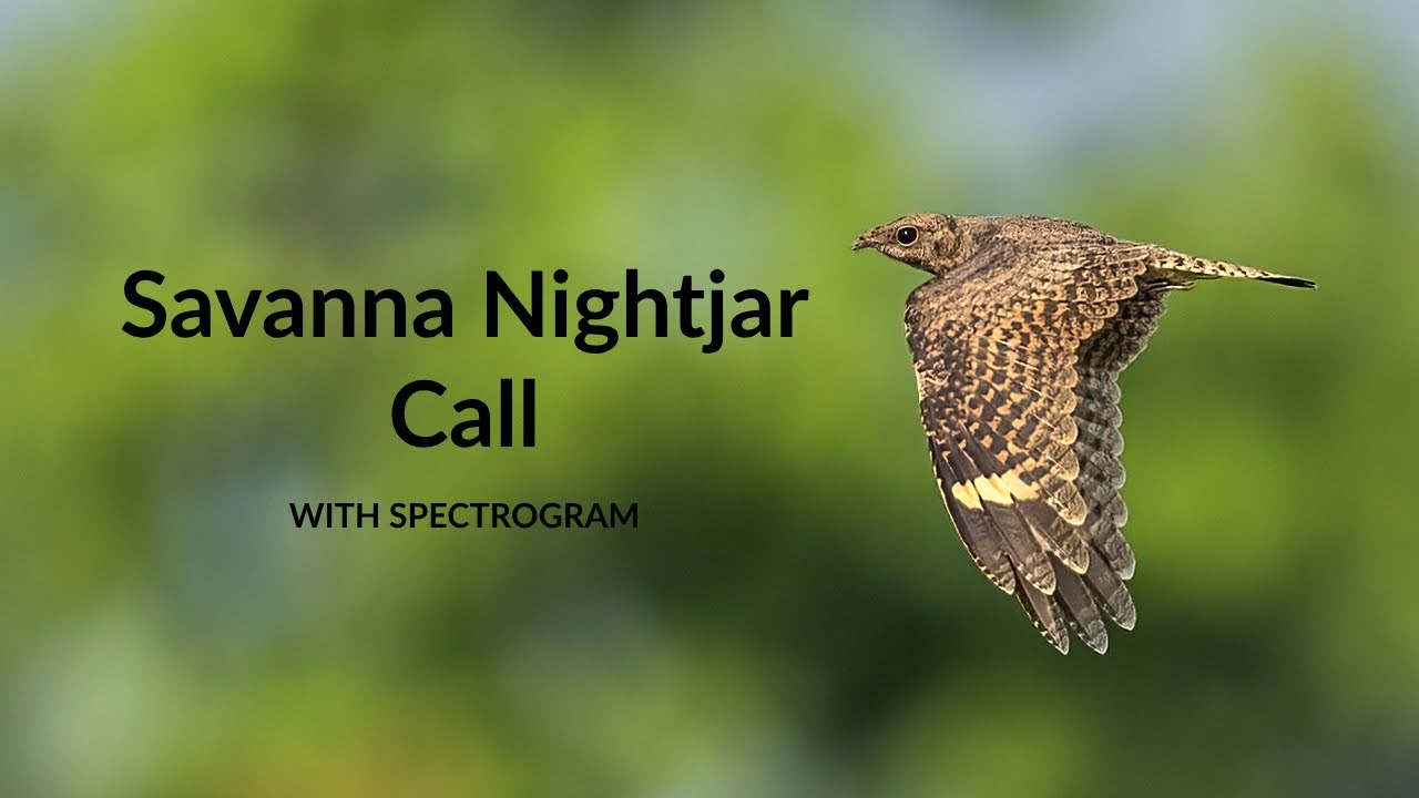 Savanna Nightjar Sound with Spectrogram | Bengali Name মেঠো রাতচরা ...