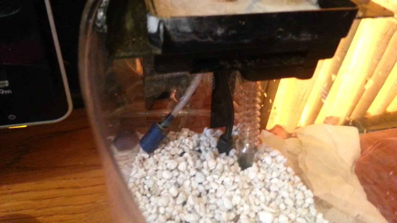 Mini Bow 1 Gal. Fish Tank with Custom Under gravel Filter - YouTube