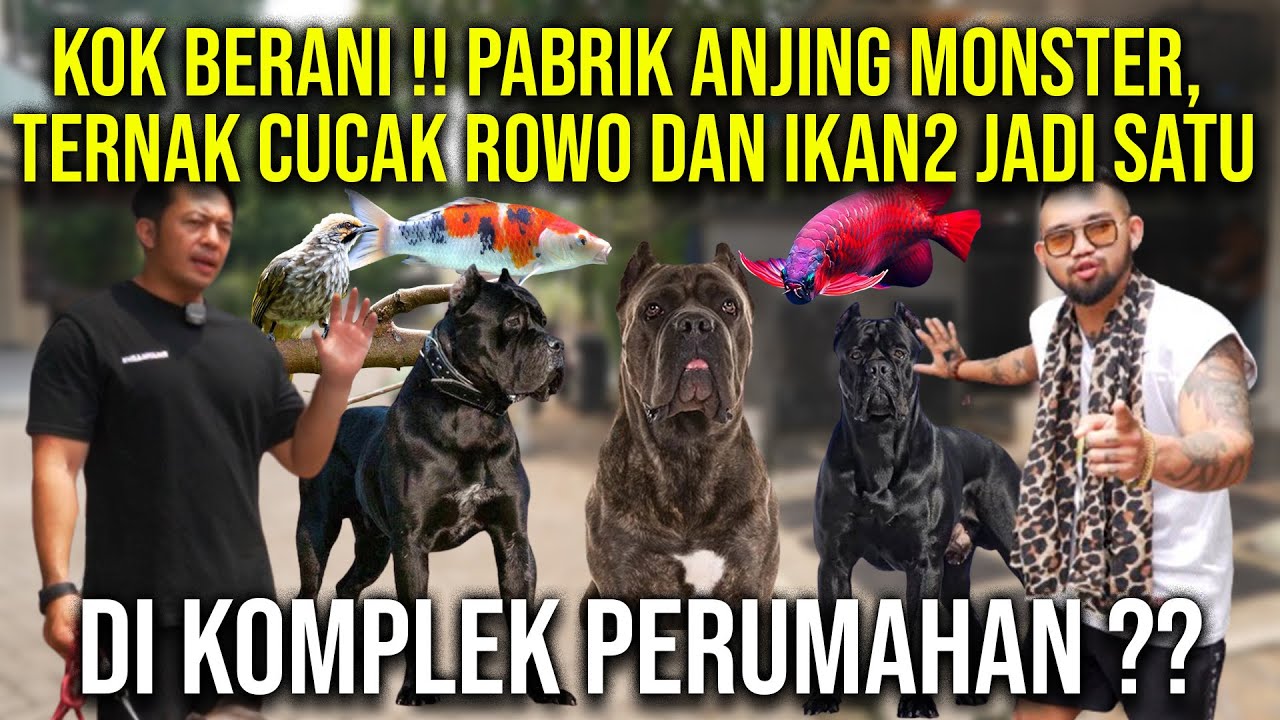 KOK BERANI!! PABRIK ANJING MONSTER, TERNAK CUCAK ROWO DAN IKAN2 JADI ...