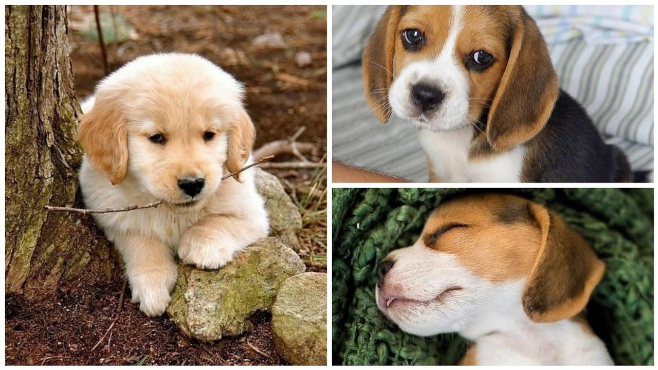 Adorable Dogs 🥰 ️💞 @nature speaks - YouTube