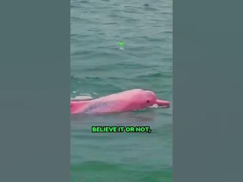 The Rare Pink Bottlenose Dolphin - YouTube