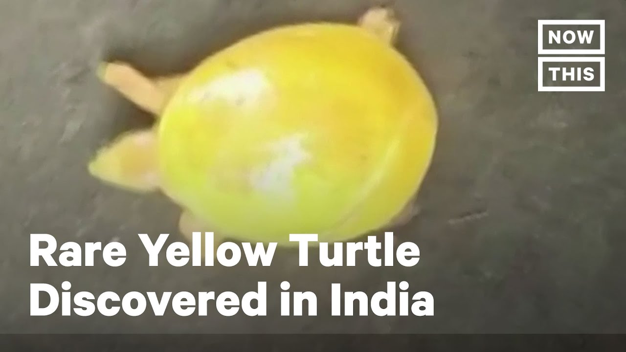 Rare Yellow Turtle Discovered in India | NowThis - YouTube
