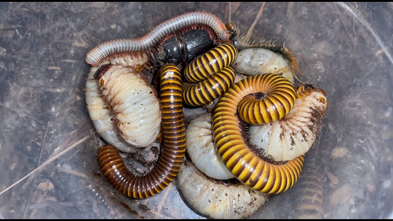 Attractive Giant Millipedes Vs Small Centipede and Many Huge Worms ...