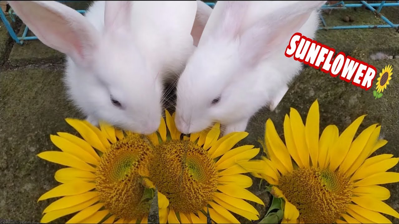 RABBITS EAT SUNFLOWER - YouTube
