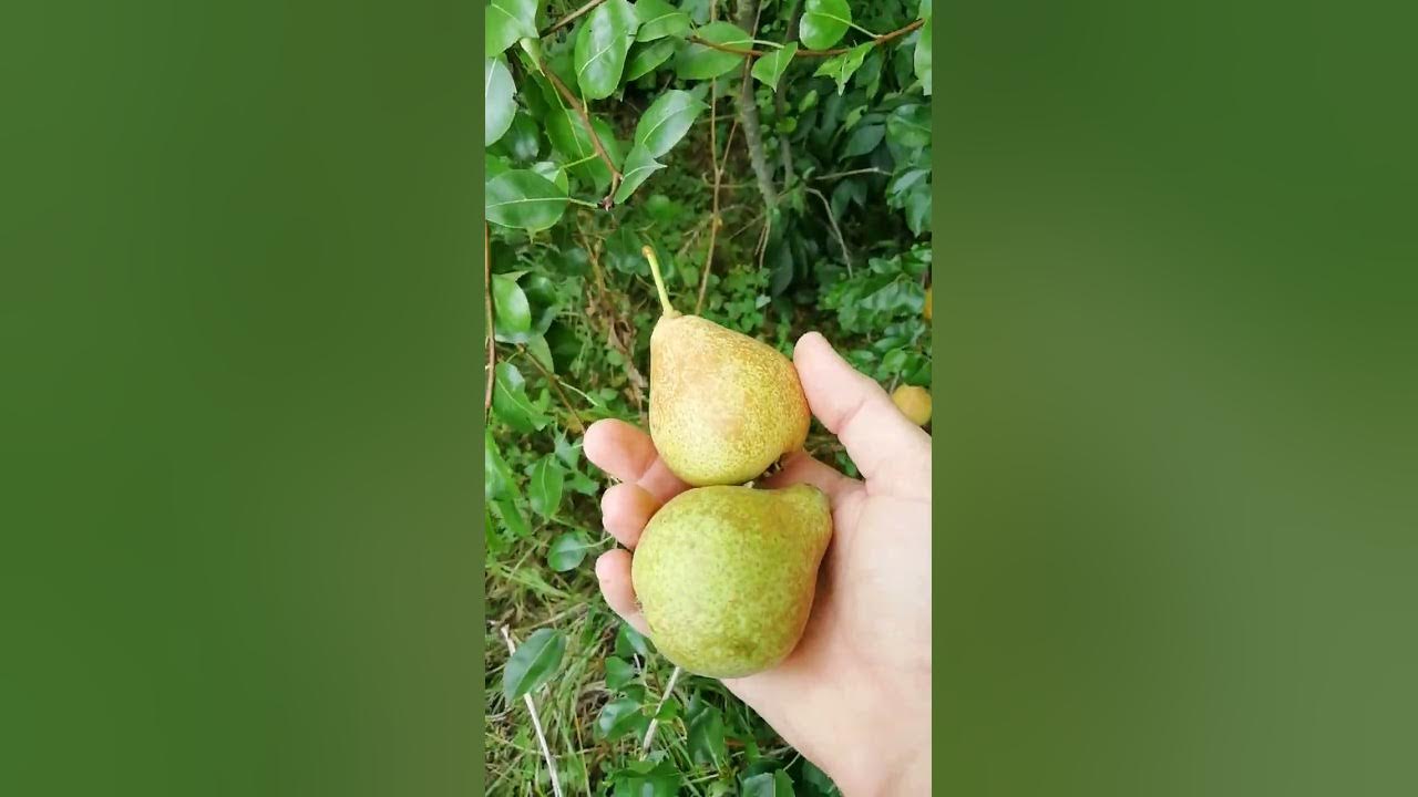 груша Татьяна - YouTube