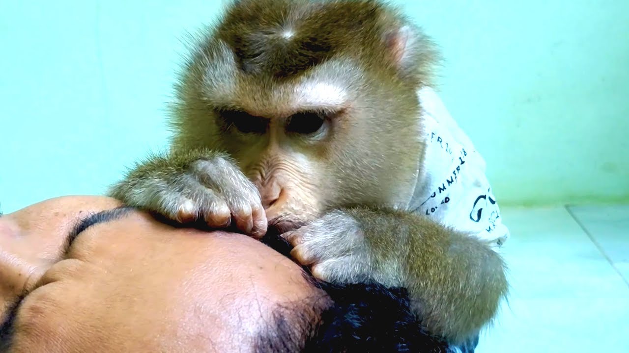 Loudly ASMR Monkey Grooming Triggers Sleep | Monkey Grooming Human Ear ...